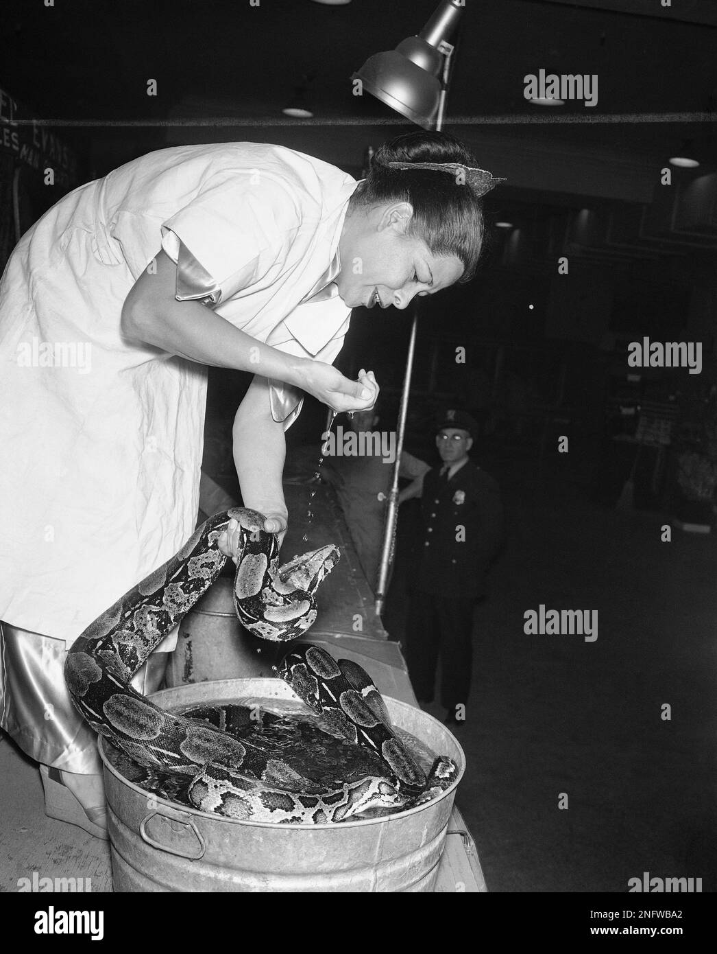 Senorita Carmen, snake charmer with the Ringling Bros. and Barnum ...