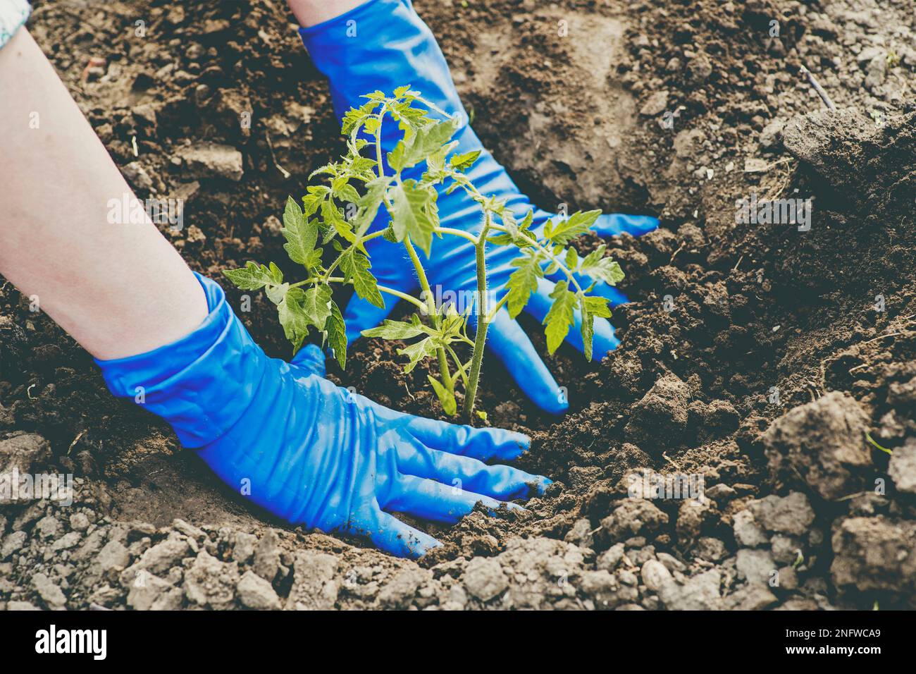 Woman planting a tomato seedling in the vegetable garden. Planting a ...