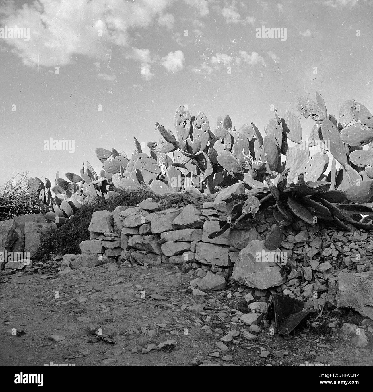 Bullet-riddled cactus are seen in the village of Deir Yassin where over ...
