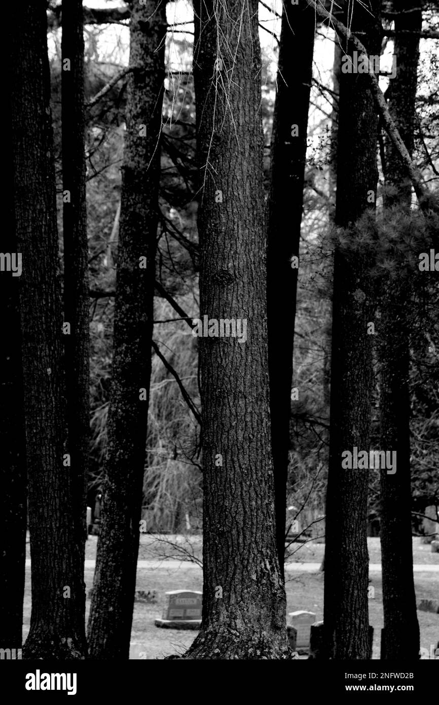 Vertical shot wood in Black and White Stock Photos & Images - Alamy