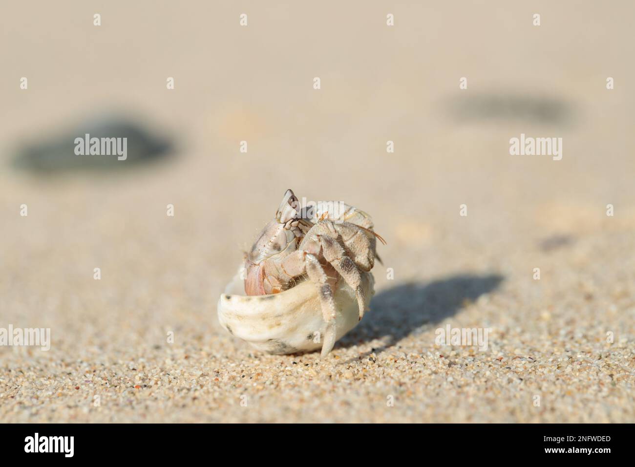 Hermit crab (Paguroidea) in a shell on a sandy the beach Stock Photo ...