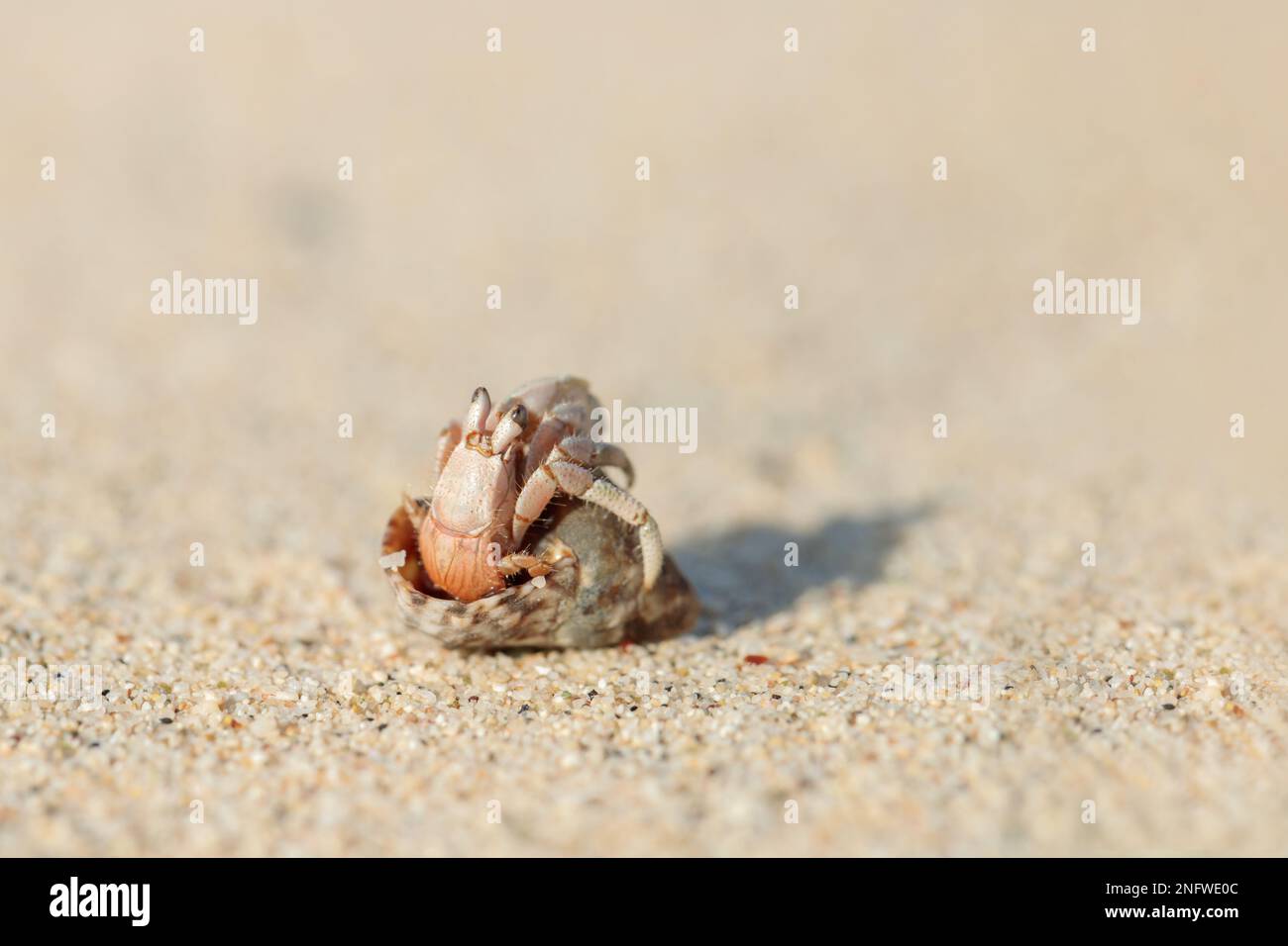 Hermit crab (Paguroidea) in a shell on a sandy the beach Stock Photo ...