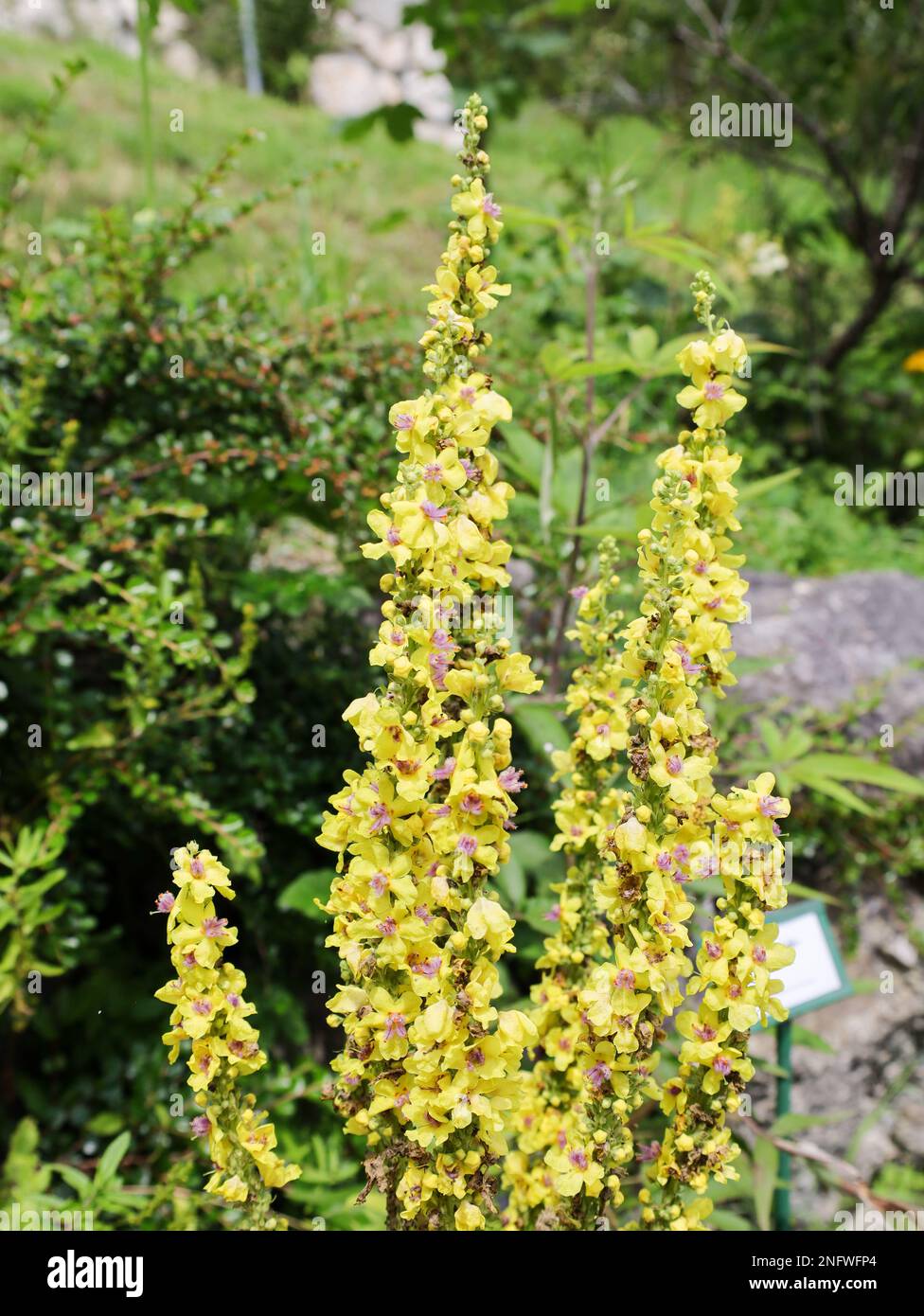 Moist garden plant hi-res stock photography and images - Alamy