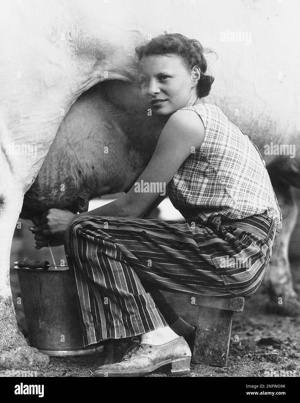 A 13-year-old farm girl milks a cow, Oct 21, 1937, location unknown ...