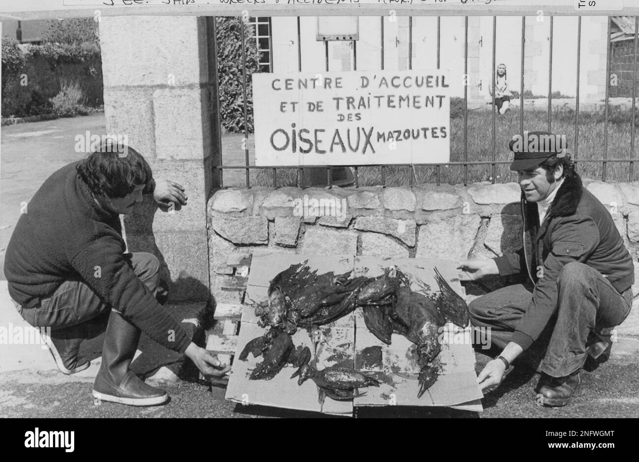 Two Frenchmen lay out sea birds killed by oil-polluted waters off the ...
