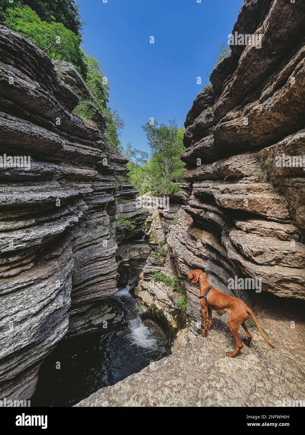 Vizsla on Dog Friendly Hiking in River Canyon Stock Photo - Alamy