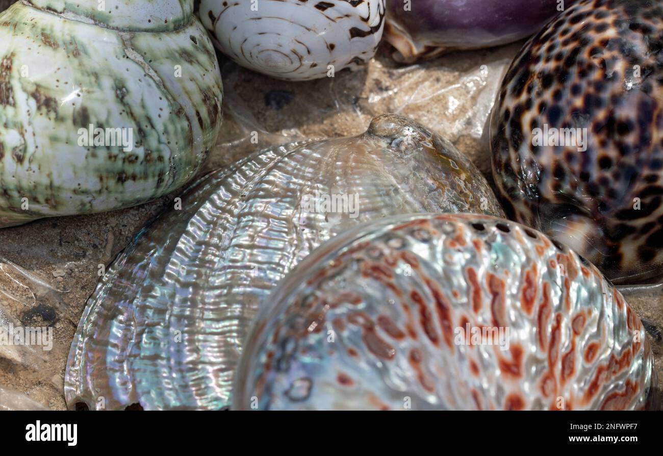 Exotic sea shells hi-res stock photography and images - Alamy