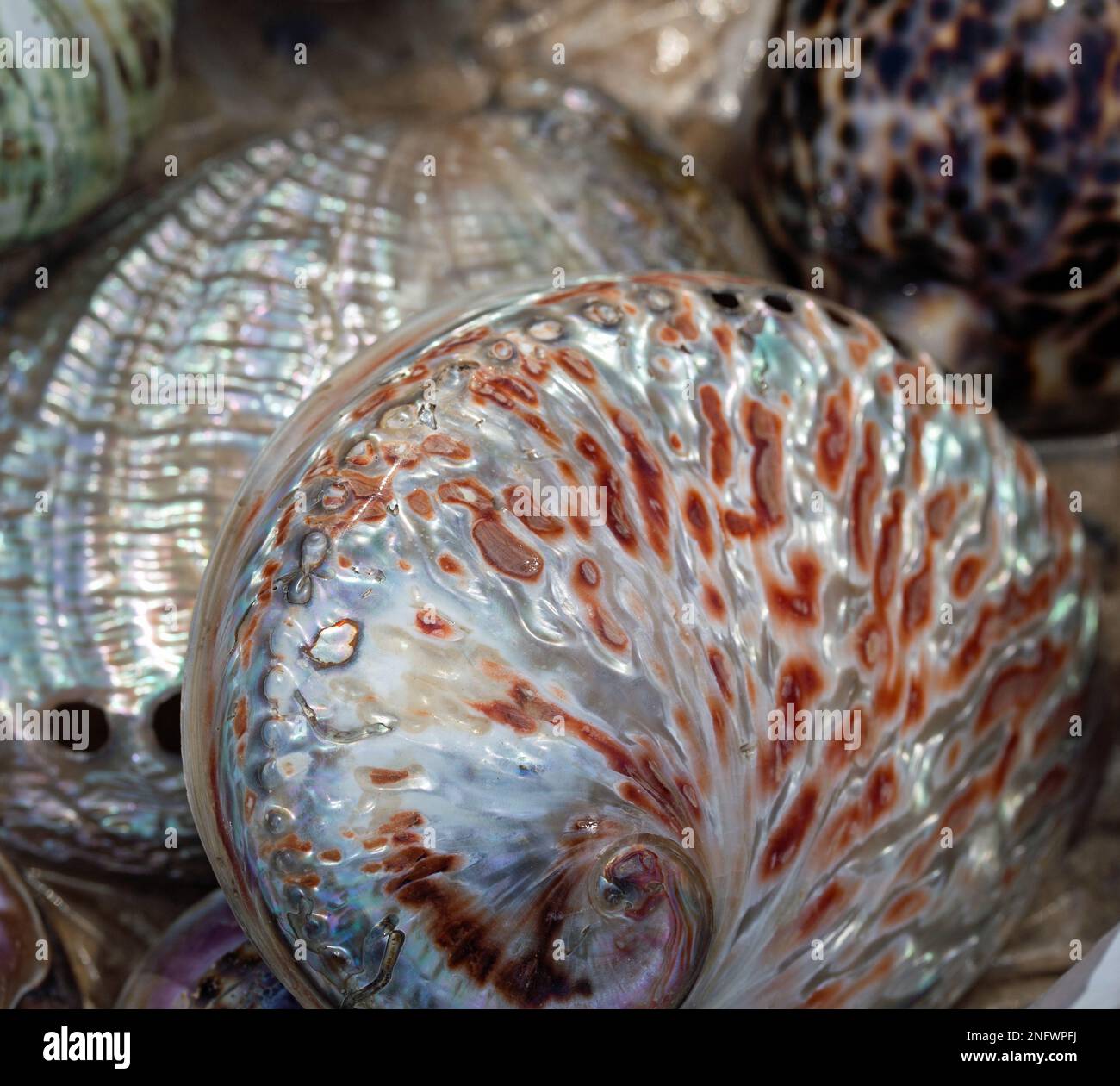 Exotic sea shells hi-res stock photography and images - Alamy