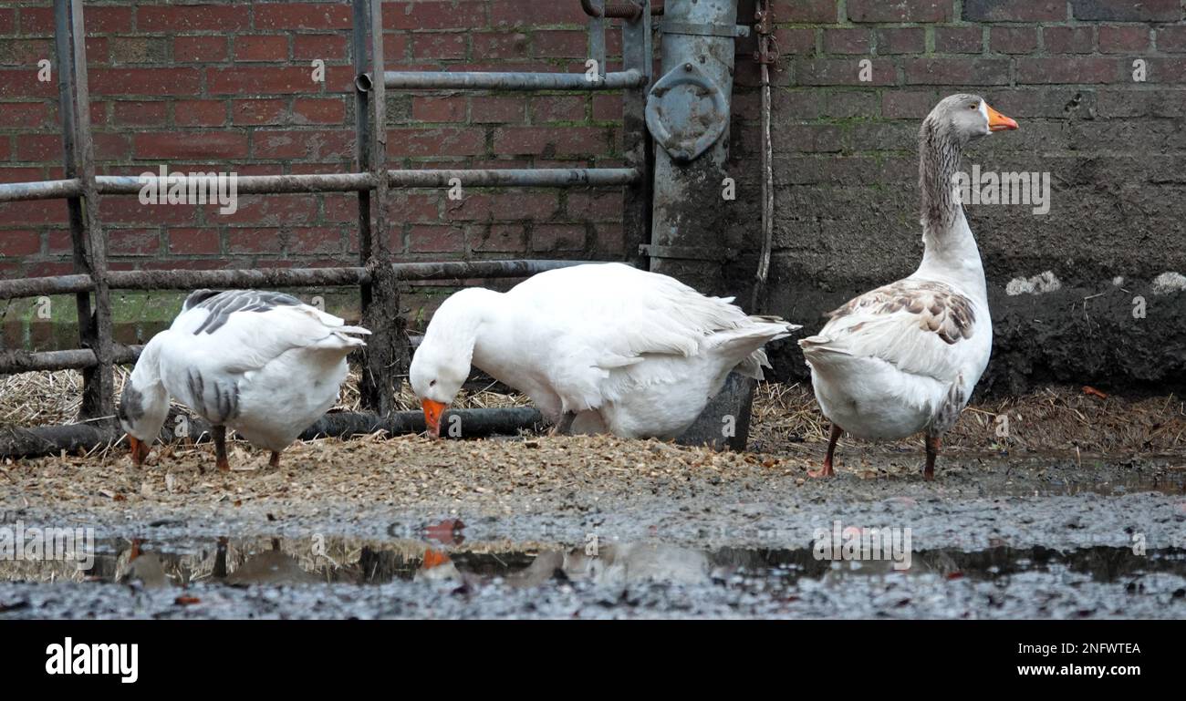 Domestic geese foraging in front of a farm. One is white, two are ...
