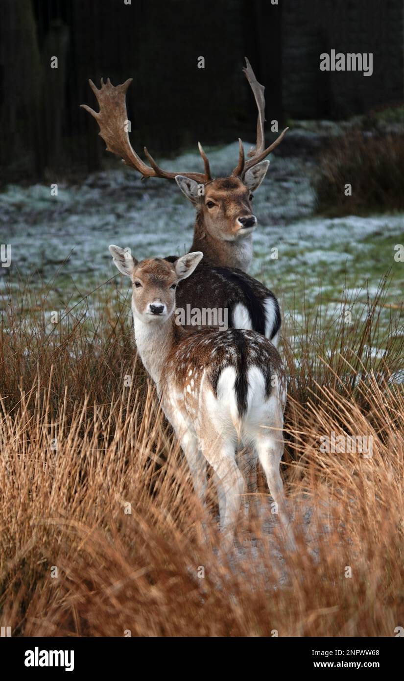 Female fallow deer species hi-res stock photography and images - Alamy