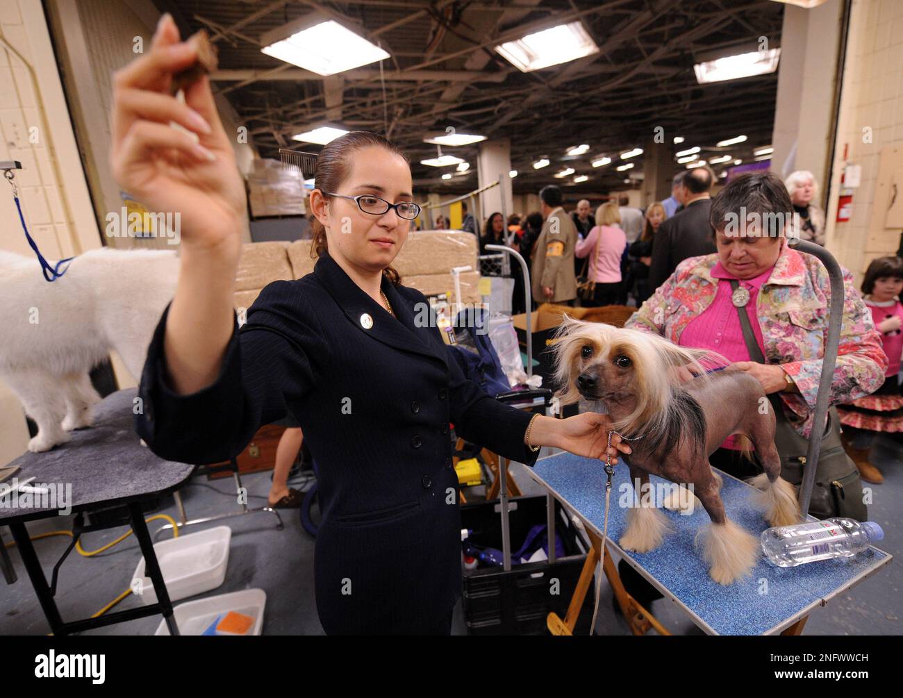 Handler Jennifer Patti entices Zachary, a Chinese Crested, with a snack ...