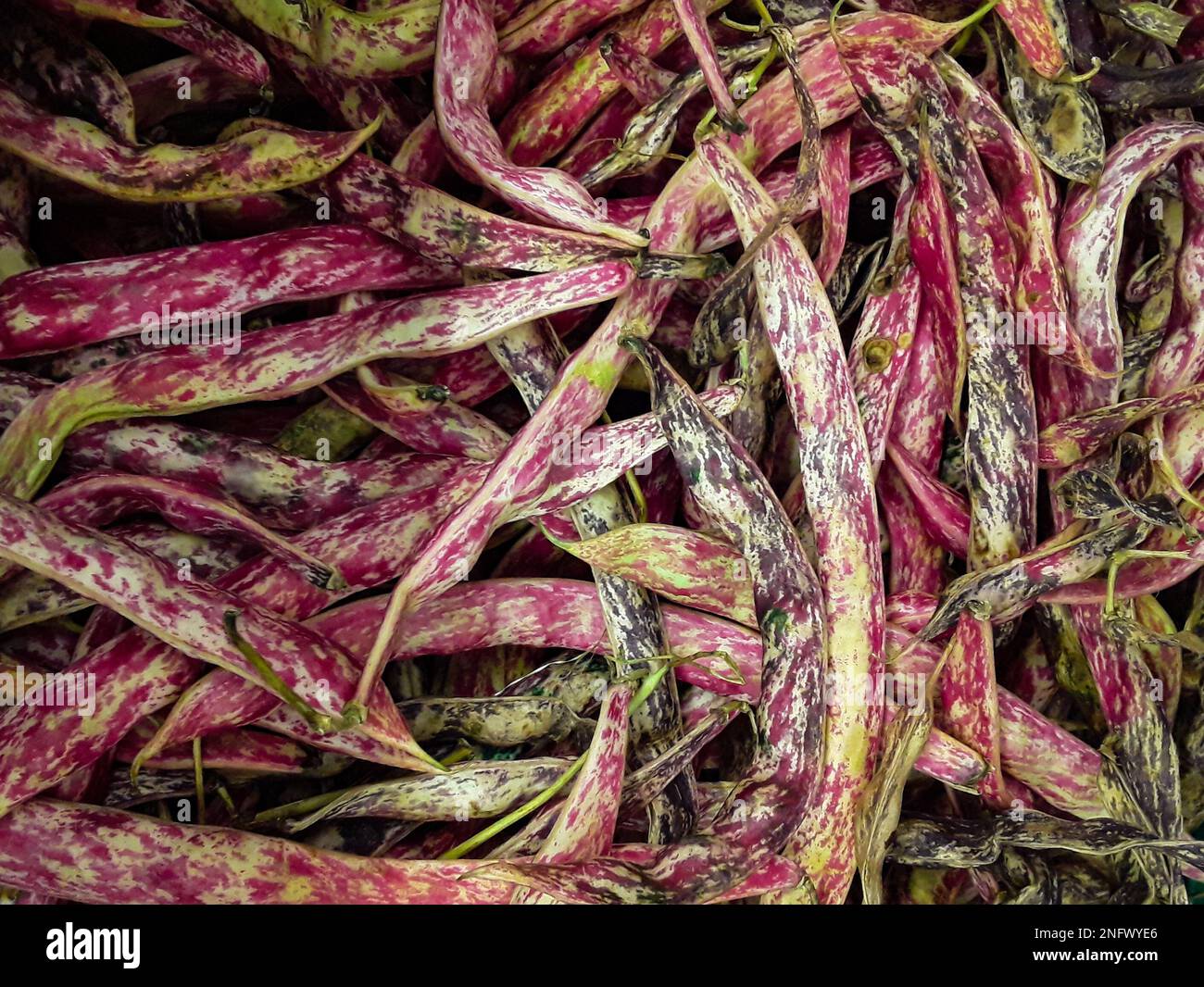 Texture of red beans. purple long beans for food background Stock Photo ...
