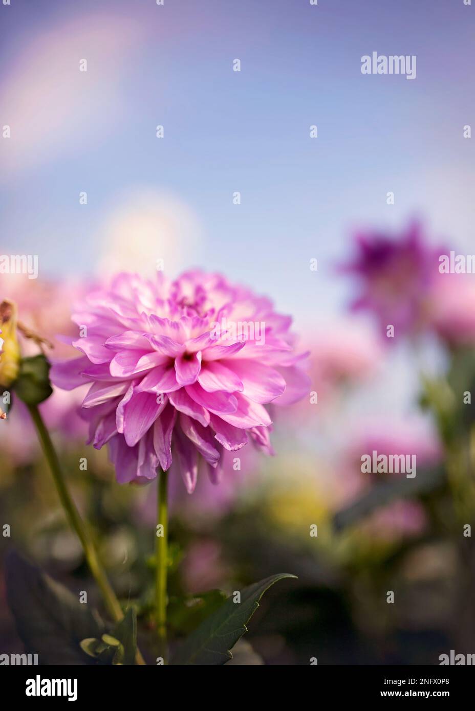 Dahlia single flower hi-res stock photography and images - Alamy