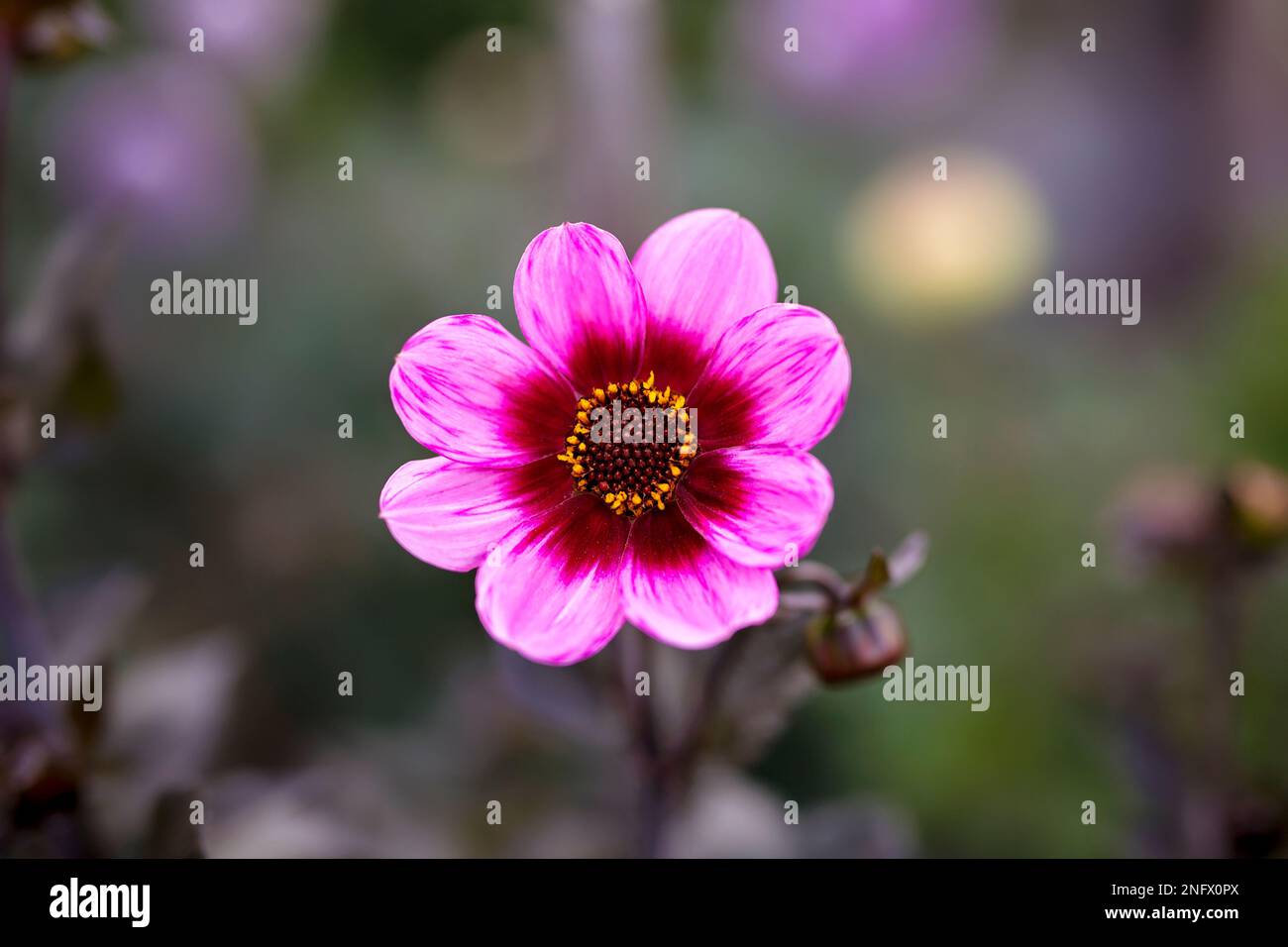 Dahlia single flower hi-res stock photography and images - Alamy