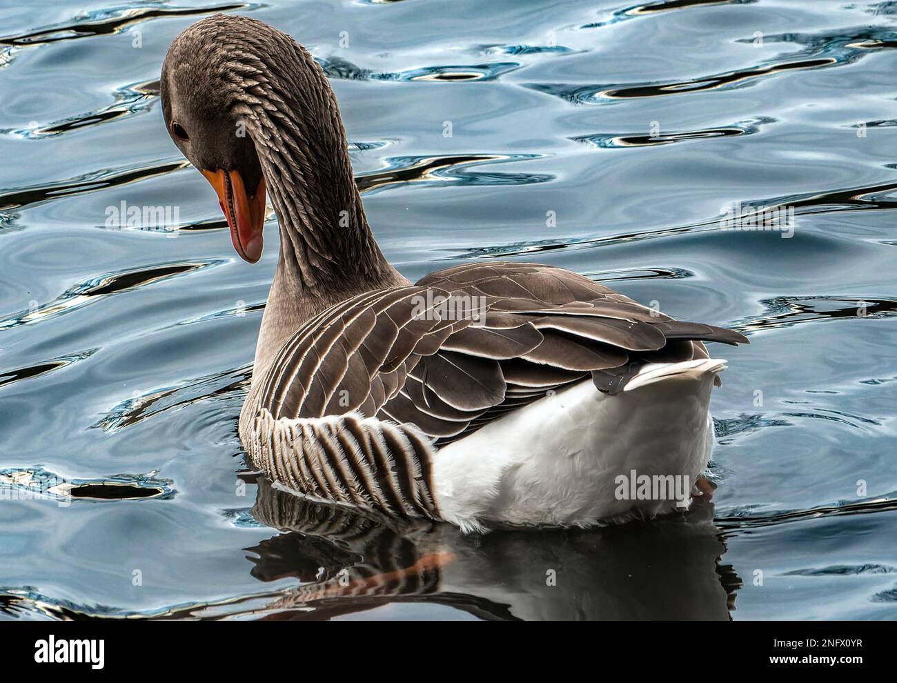Aquatic birds in a nature preserve Stock Photo - Alamy