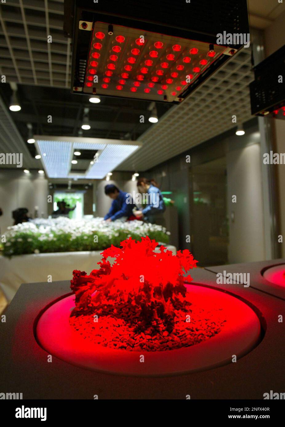 A plant is lit with red light-emitting diode (LED) in "Pasona O2 ...