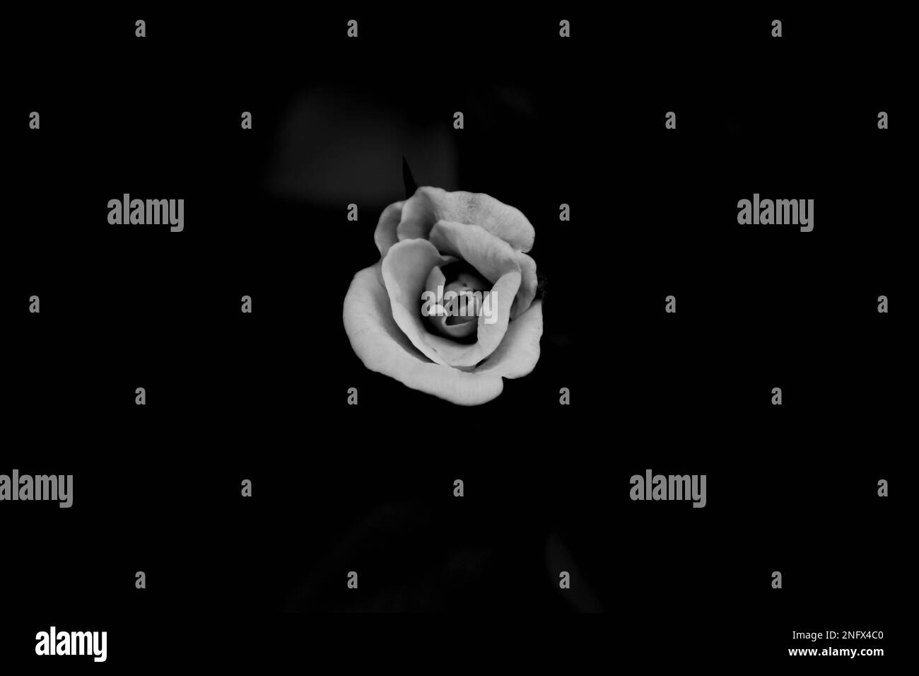 A picture of a rose at my house and edited it through photoshop Stock ...