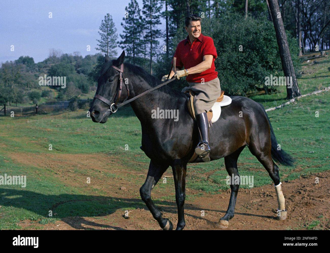 Governor of California, Ronald Regan shown riding his horse on his ...