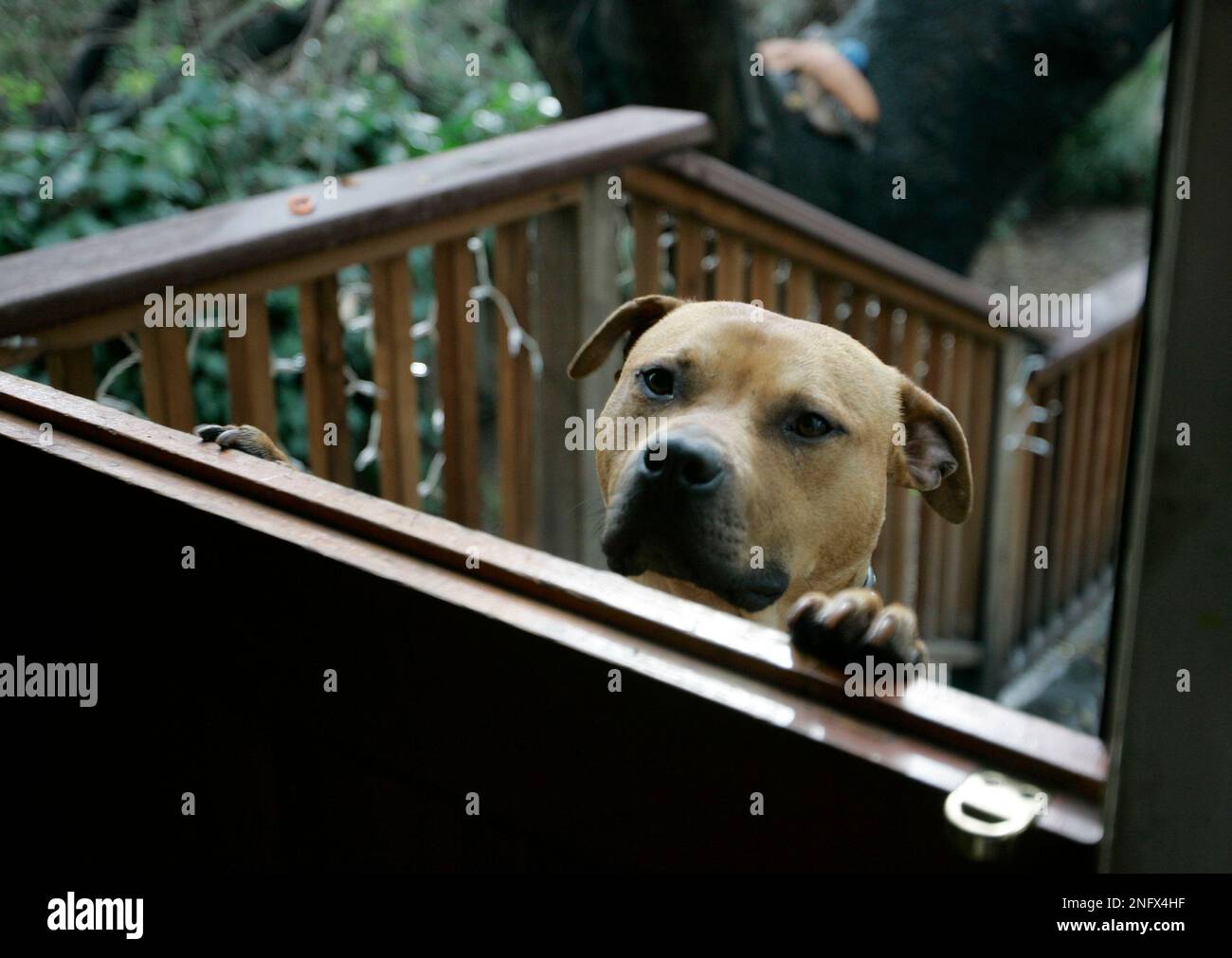 Is Vicks Good For Dogs