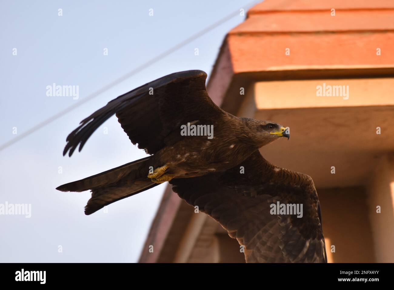 Flying Indian spotted eagle Stock Photo - Alamy