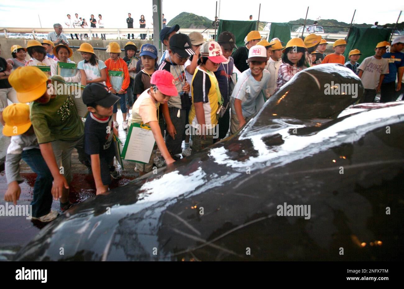 Japanese school children watch whalers butcher a Baird's Beaked whale ...