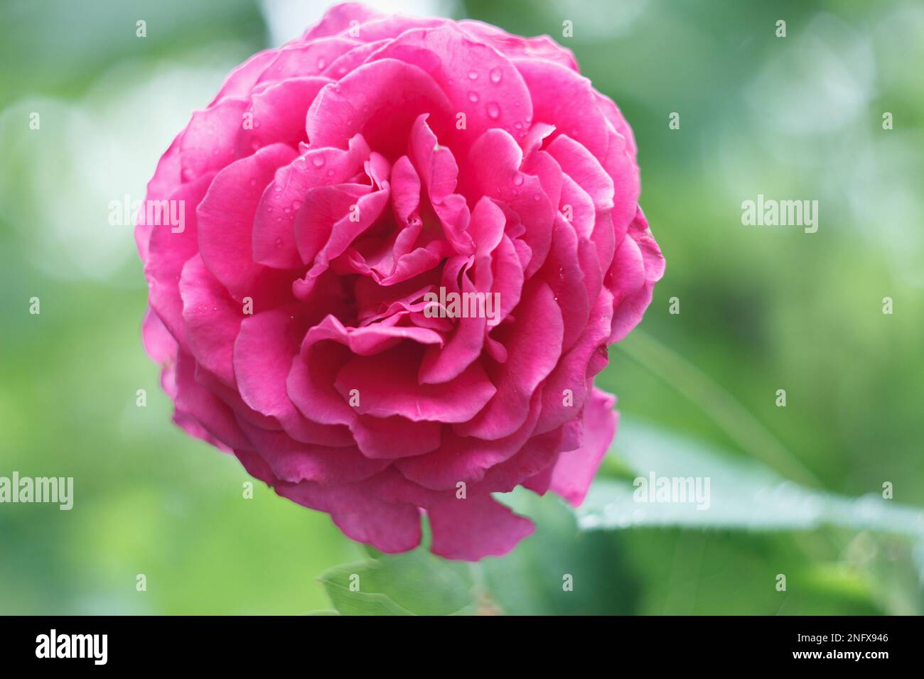 Beautiful pink rose in the garden after rain Stock Photo - Alamy