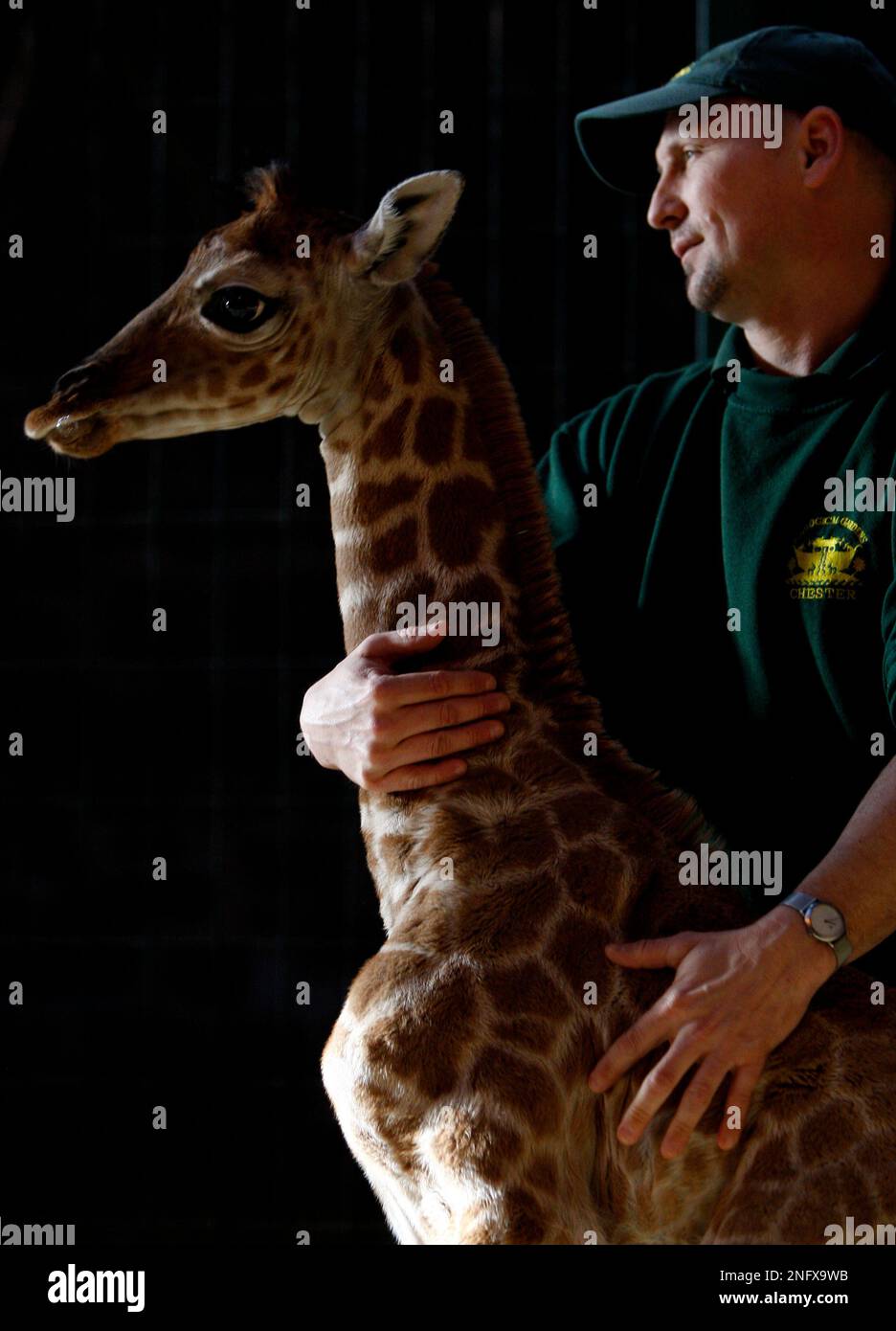 A 10-day-old Rothschild giraffe (Giraffa camelopardalis rothschildi ...