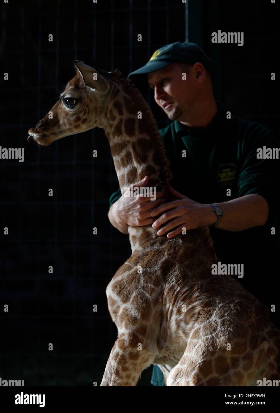 A 10-day-old Rothschild giraffe (Giraffa camelopardalis rothschildi ...
