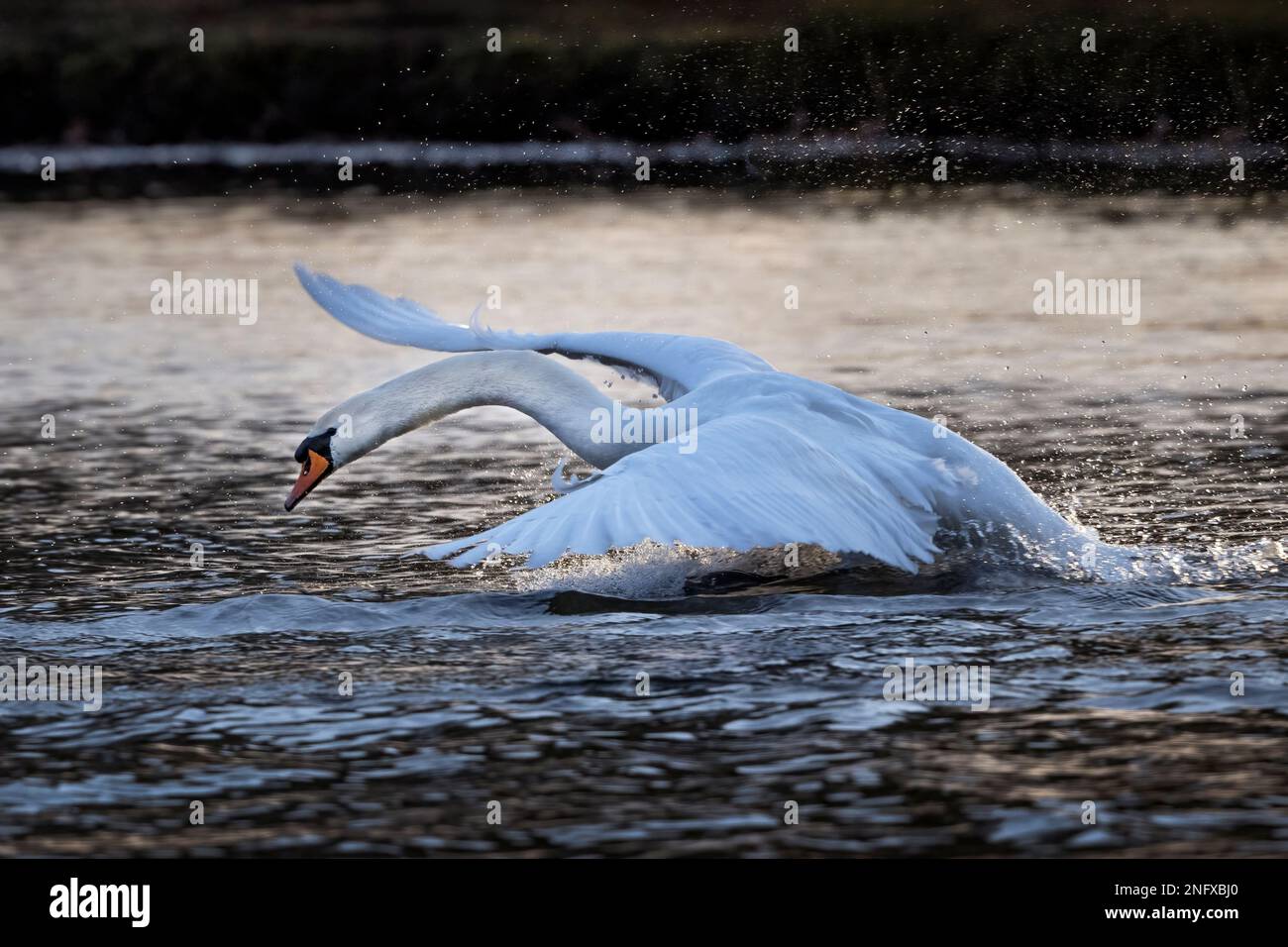 Backlit Swan skimming and splashing across the lake on landing early ...