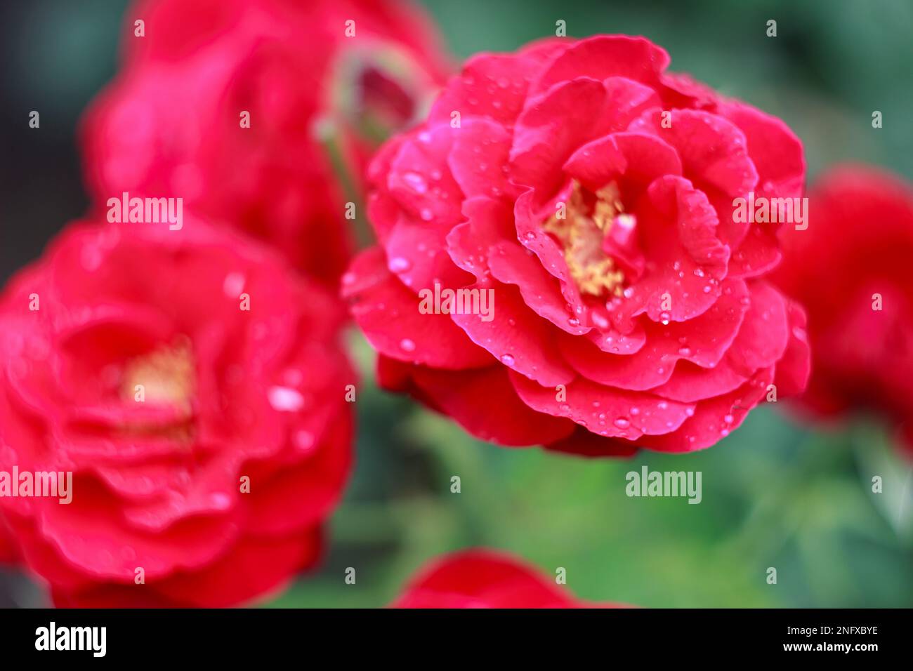 Beautiful red rose bush in the garden after rain Stock Photo - Alamy