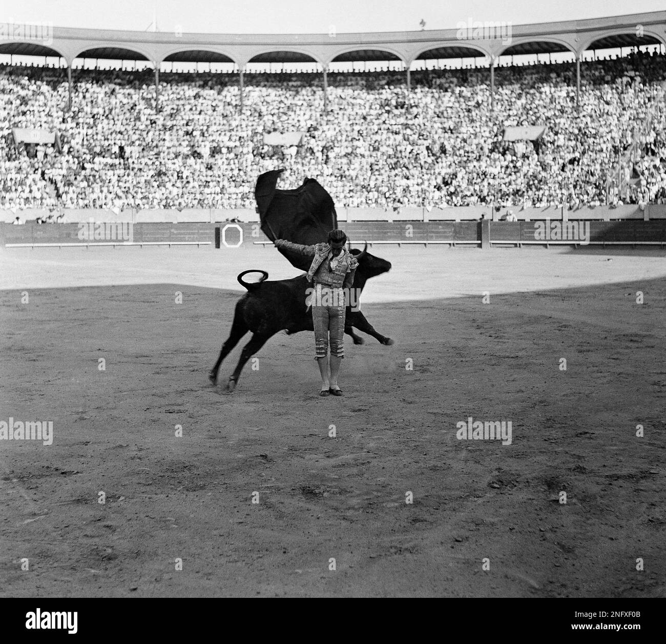 A clean high charging bull rushed at Manolete, bullfighter Rodriguez ...