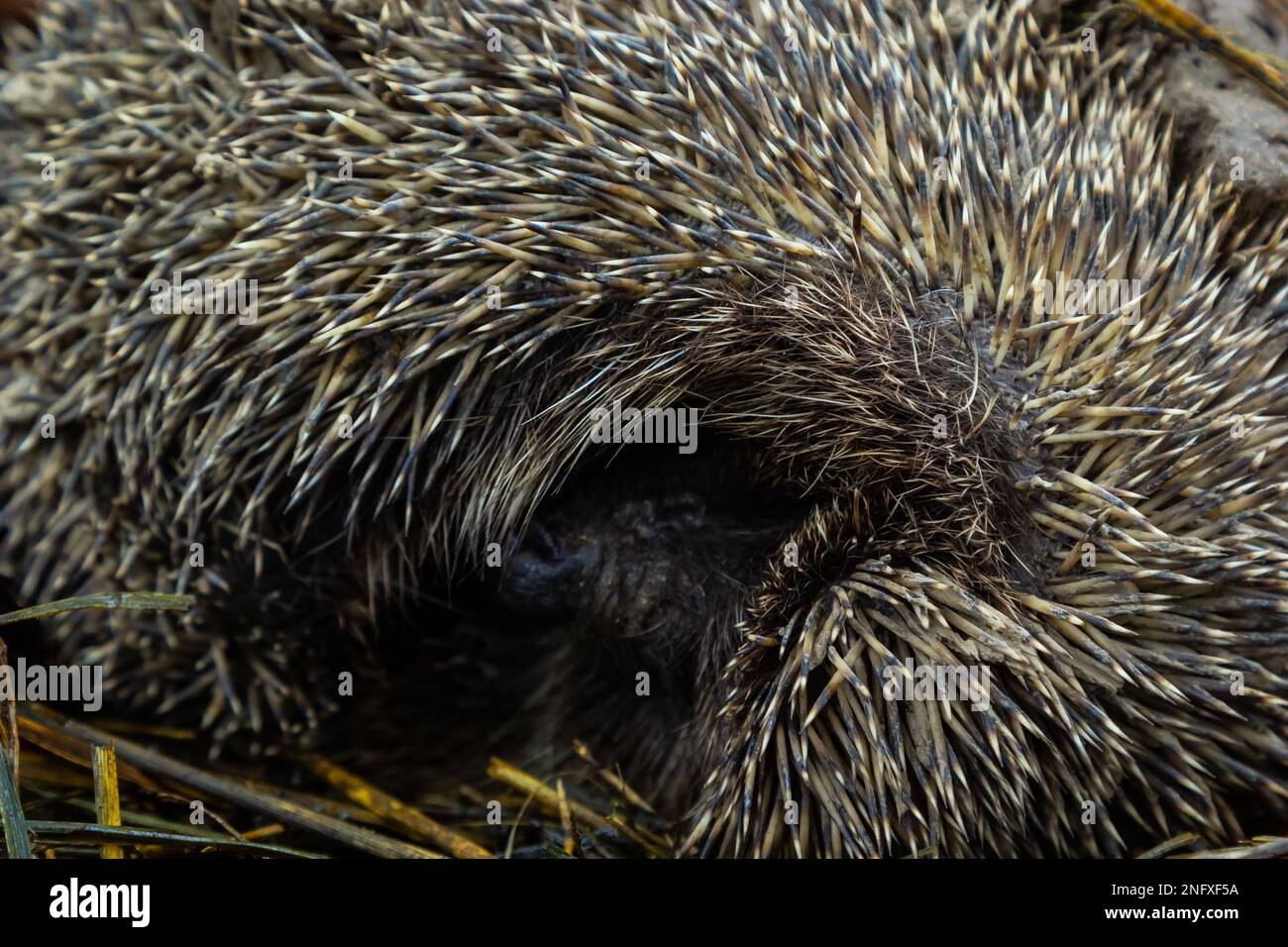 A native, wild European hedgehog curled up in an autumn leaf. Up close ...