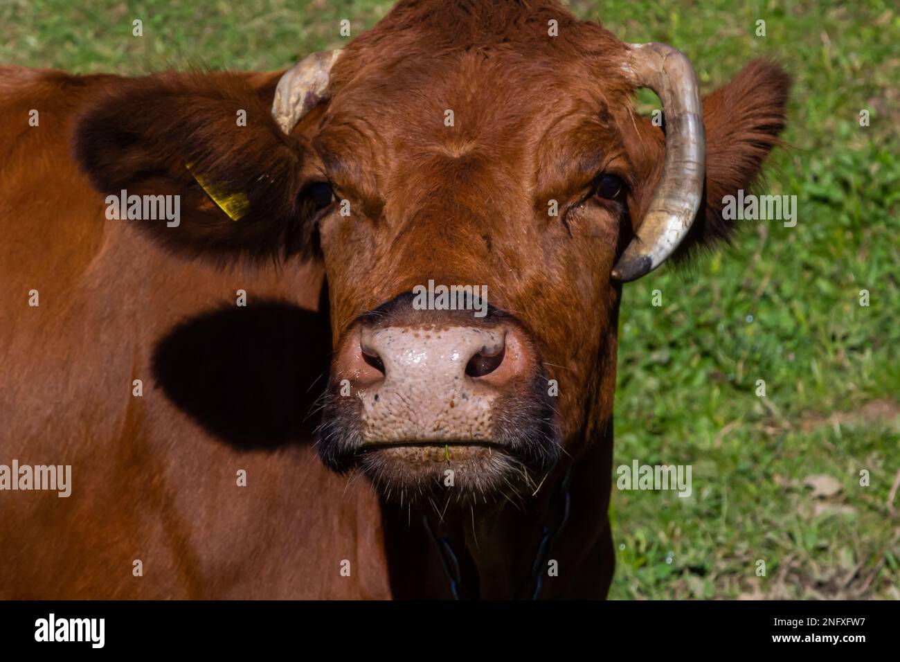 Garmisch partenkirchen cow hi-res stock photography and images - Alamy
