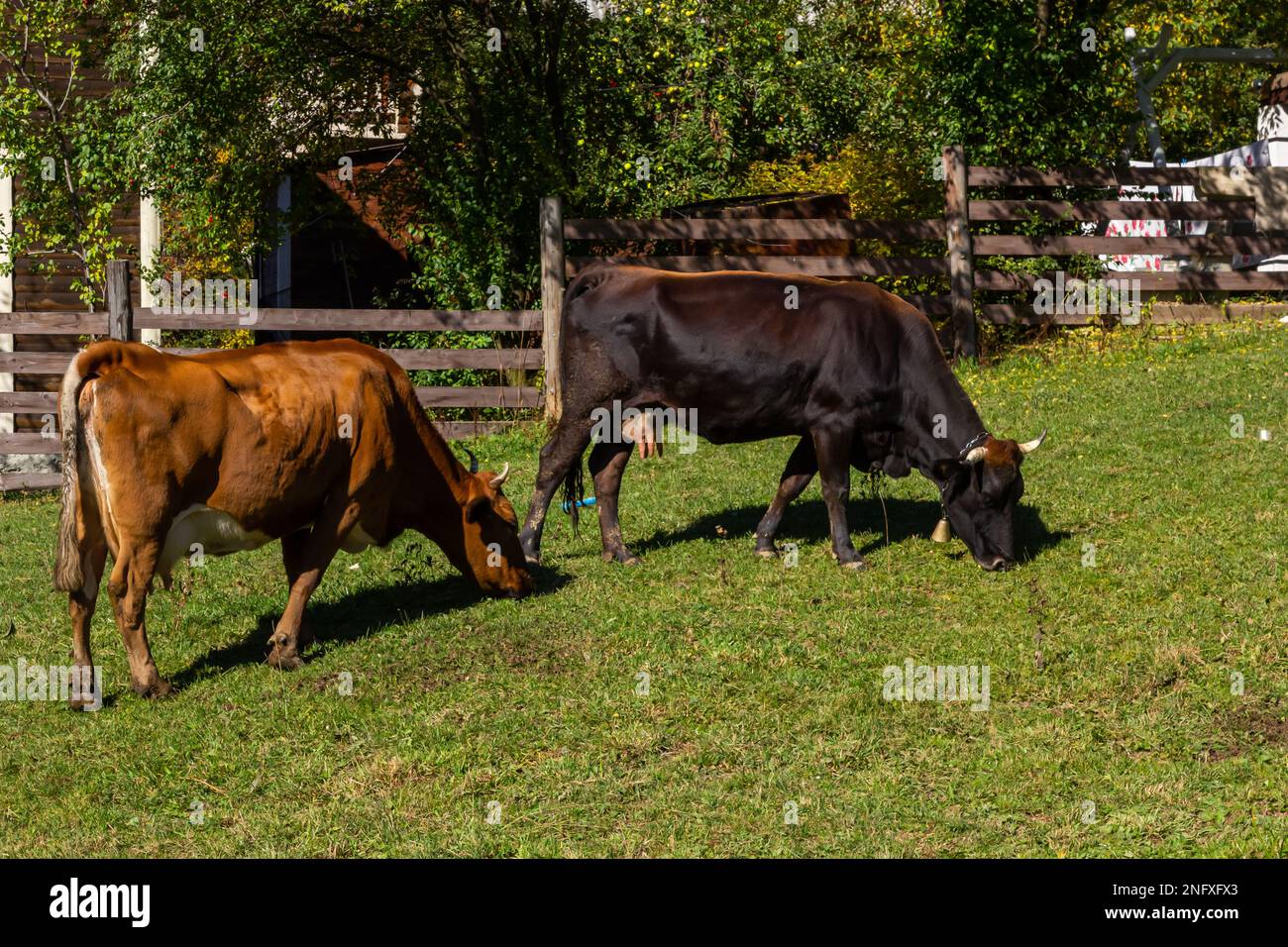 Garmisch partenkirchen cow hi-res stock photography and images - Alamy