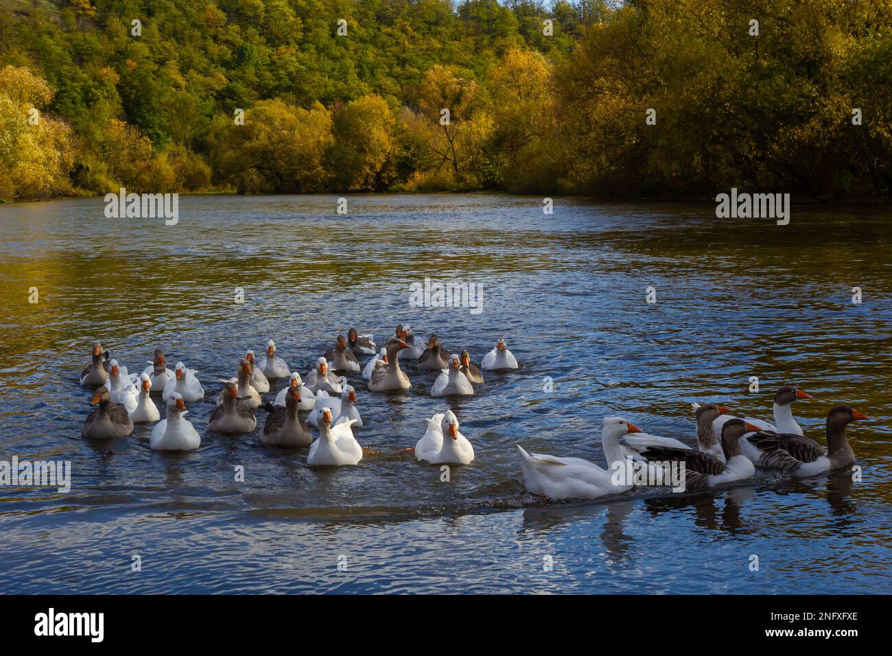 Domestic geese swim in the water. A flock of white beautiful geese in ...