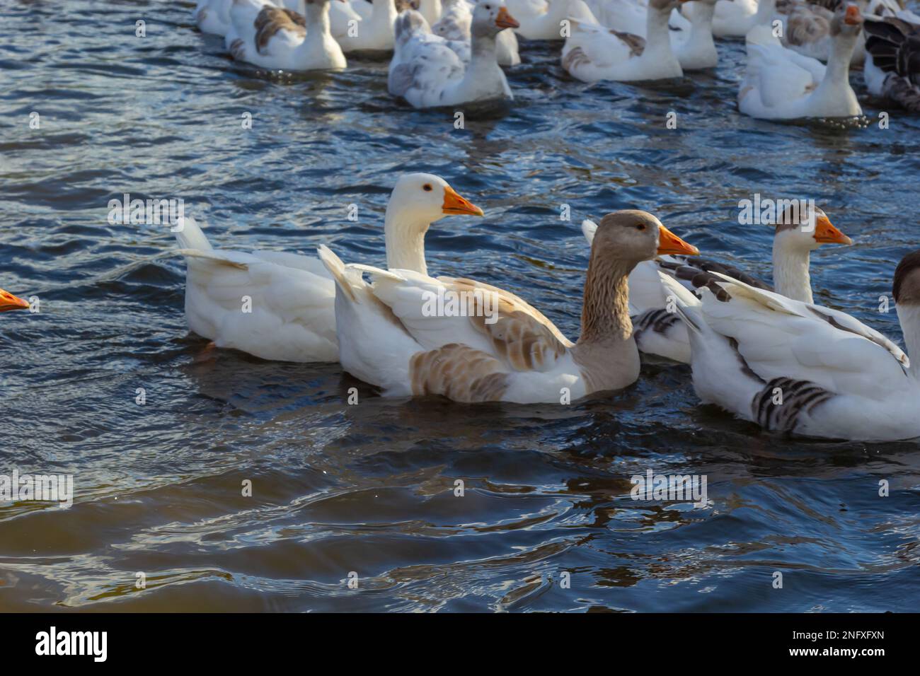 Domestic geese swim in the water. A flock of white beautiful geese in ...