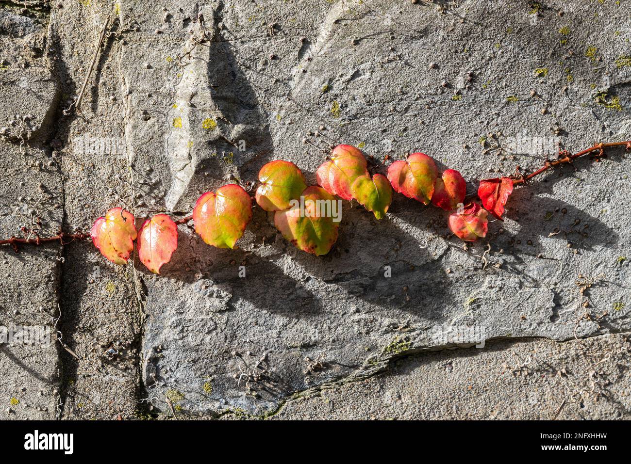 Ancient stone wall with creeping plants in autumn color. Close up Stock ...