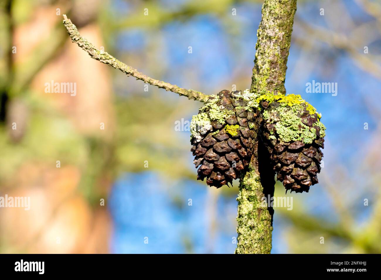 Scot's Pine (pinus sylvestris), close up of two pine cones covered in ...