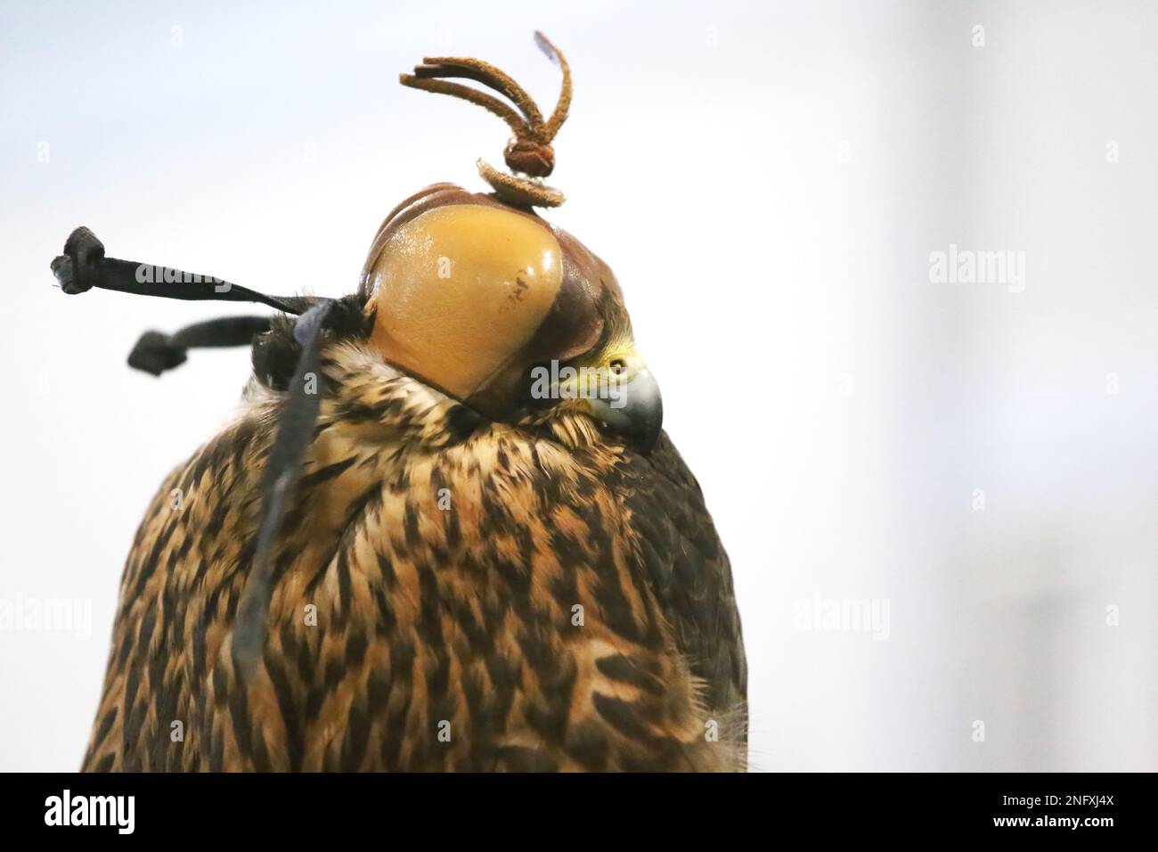 Trained falcon sitting at historical event indoors in leather hood on ...