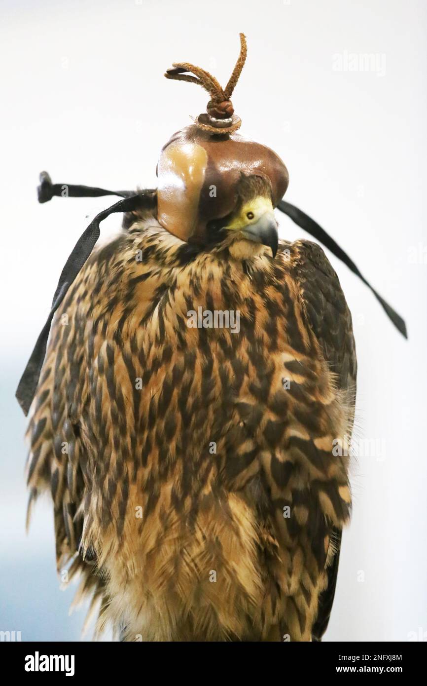 Trained falcon sitting at historical event indoors in leather hood on ...