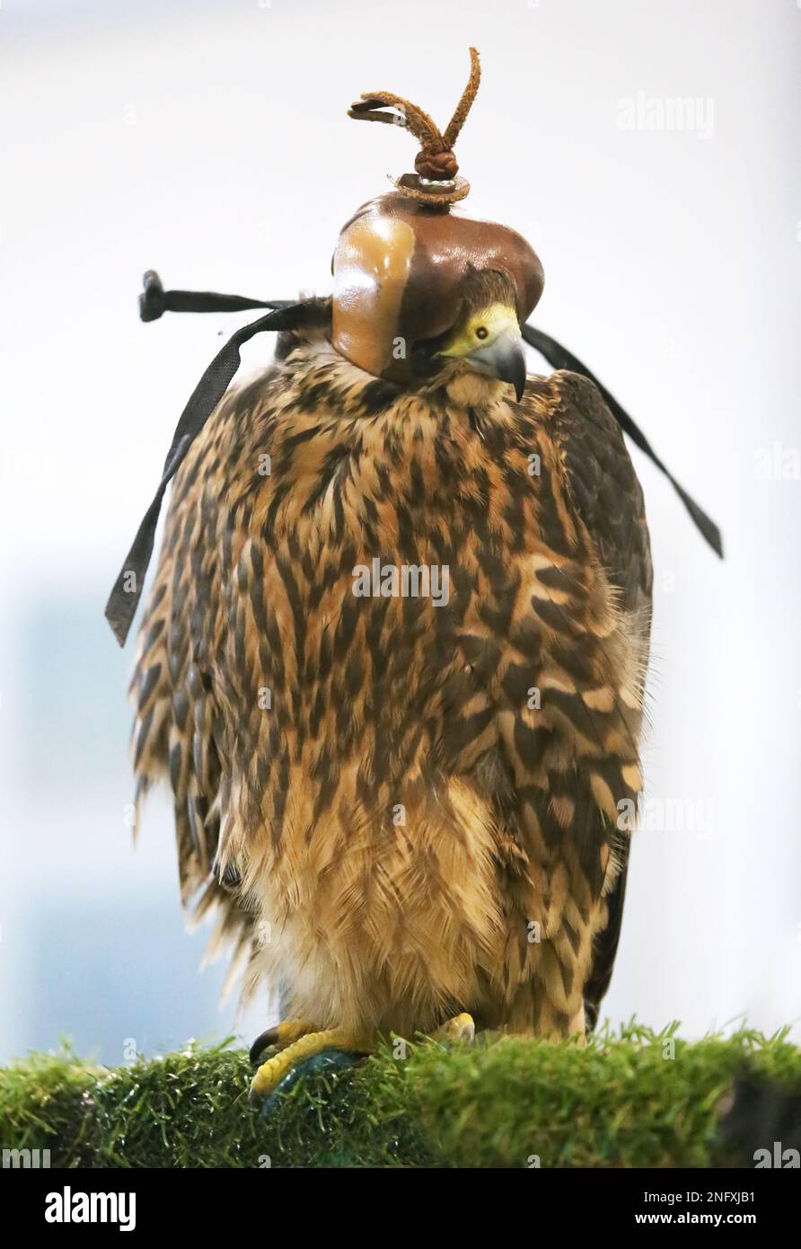 Trained falcon sitting at historical event indoors in leather hood on ...
