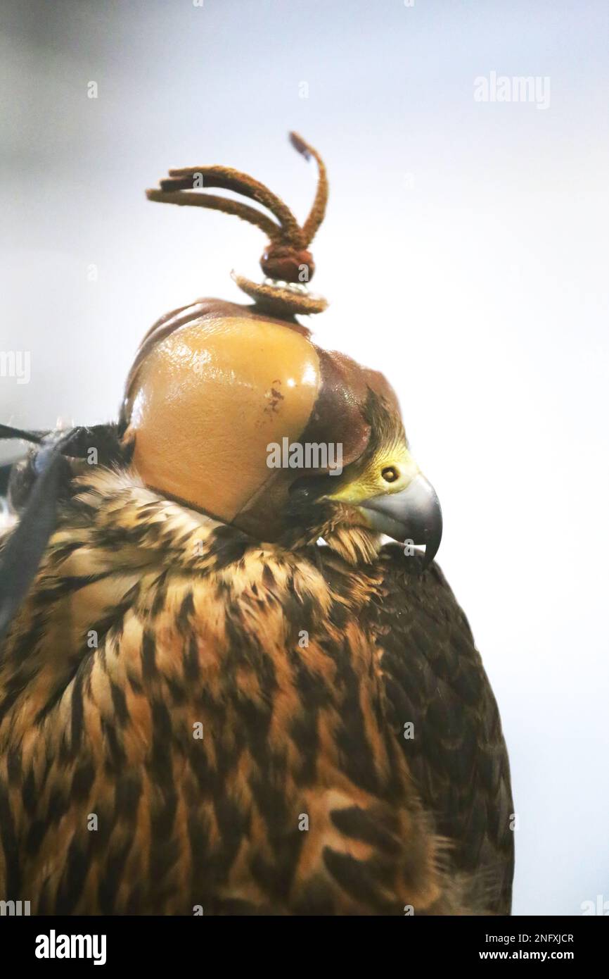 Trained falcon sitting at historical event indoors in leather hood on ...
