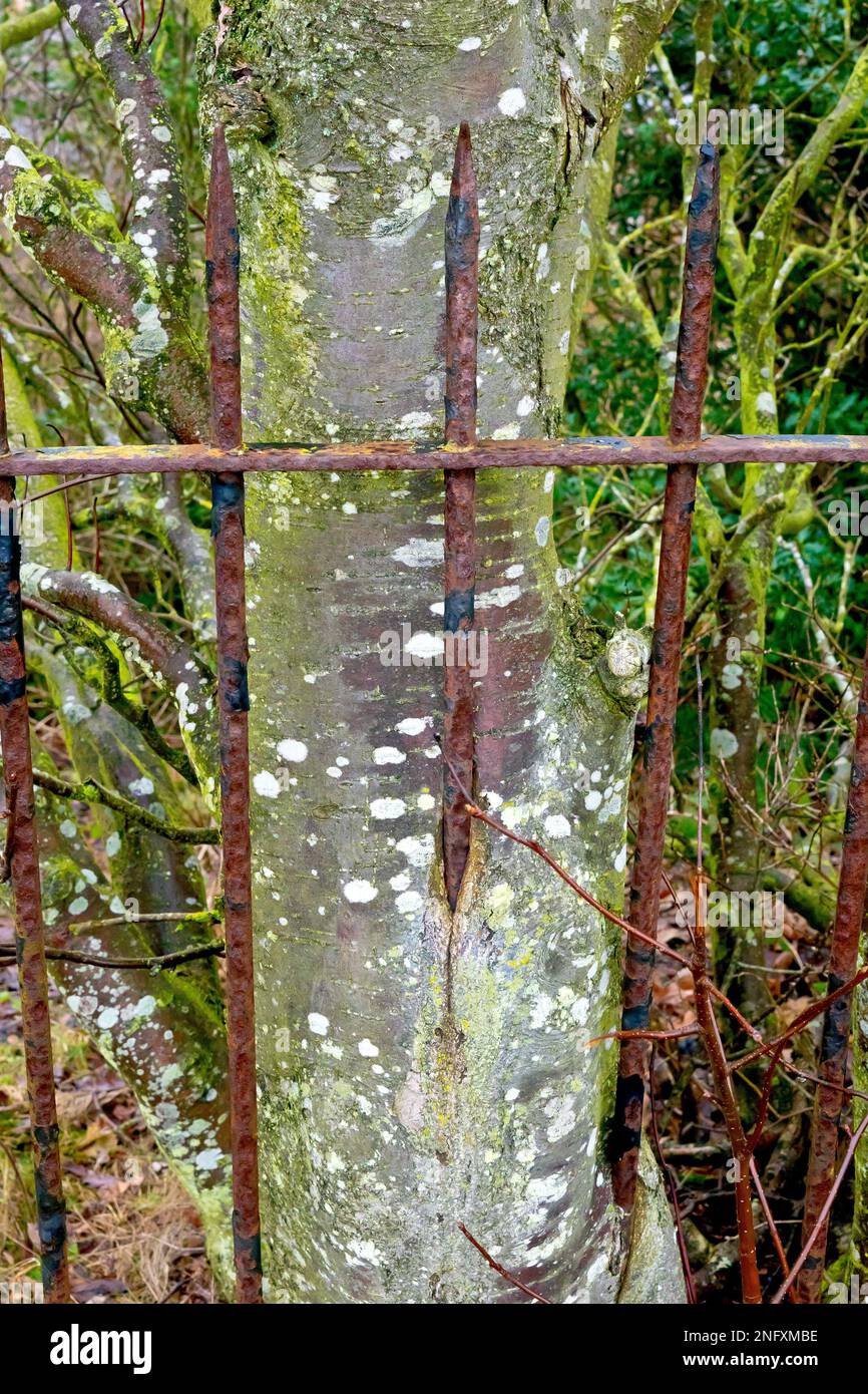 Close up showing a young tree growing so close to an old rusty iron ...