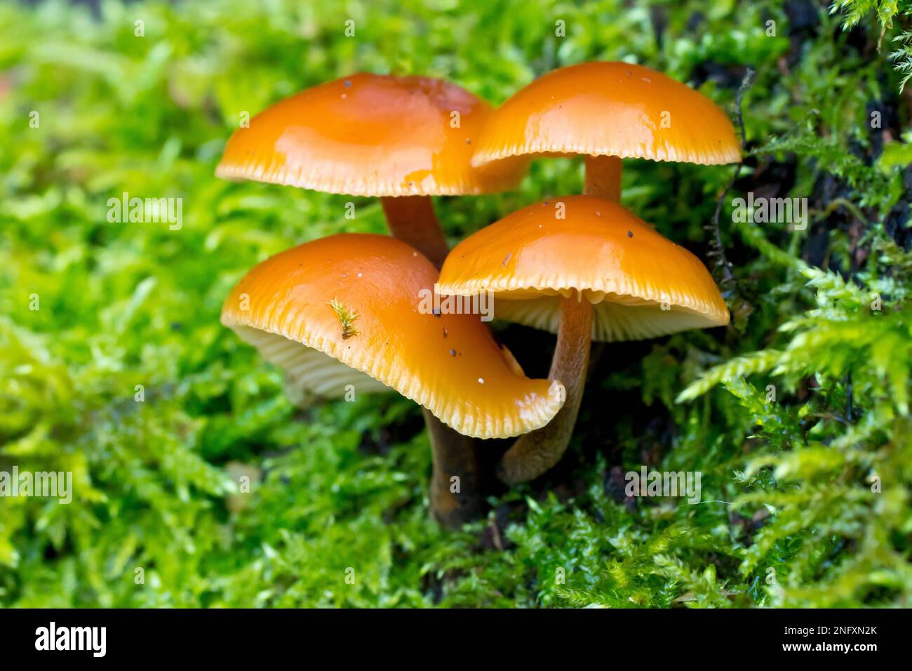 Velvet Shank or Winter Fungus (flammulina velutipes), close up of a ...