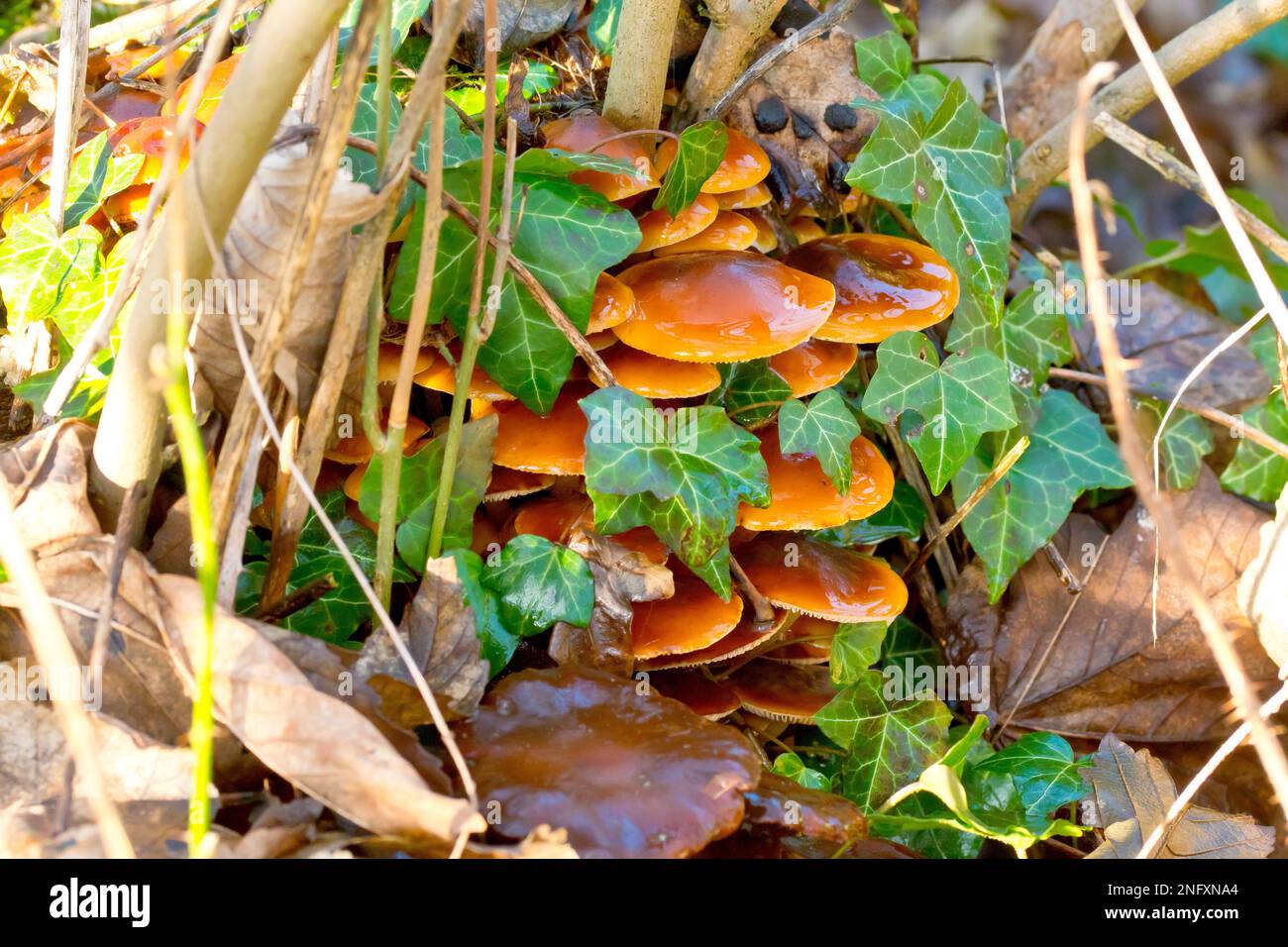 Velvet Shank or Winter Fungus (flammulina velutipes), close up of a ...