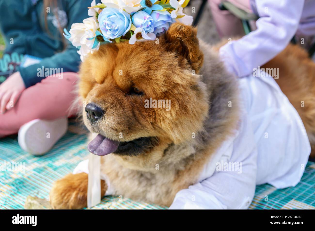 Dog chow chow celebrates birthday with his family and wearing flower ...