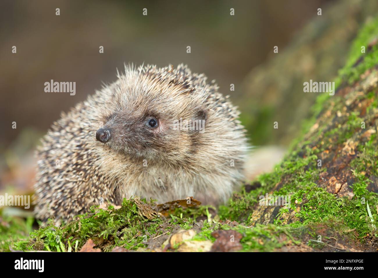 Wild, native hedgehog foraging in hedgehog friendly garden. Taken ...