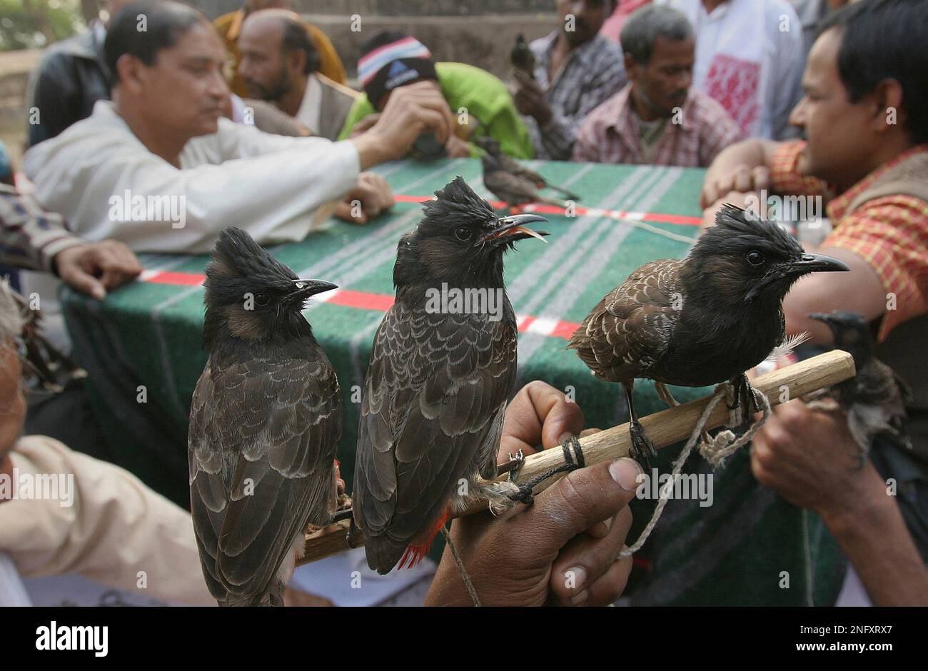 A participant, unseen, holds his bulbul birds during a traditional ...