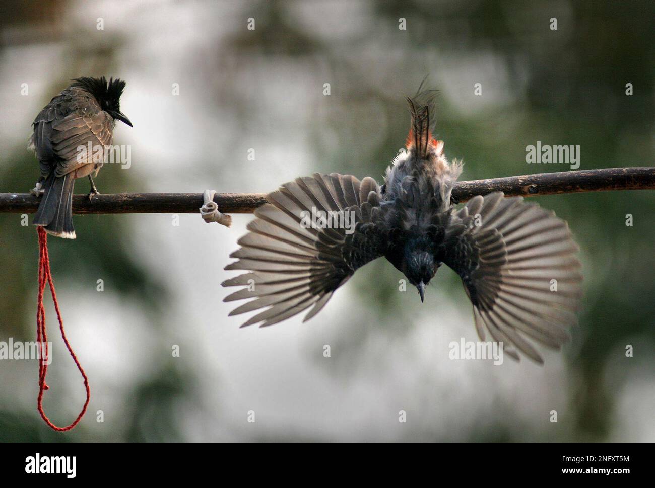 A Bulbul tries to fly as another looks on as both are tied to a stick ...