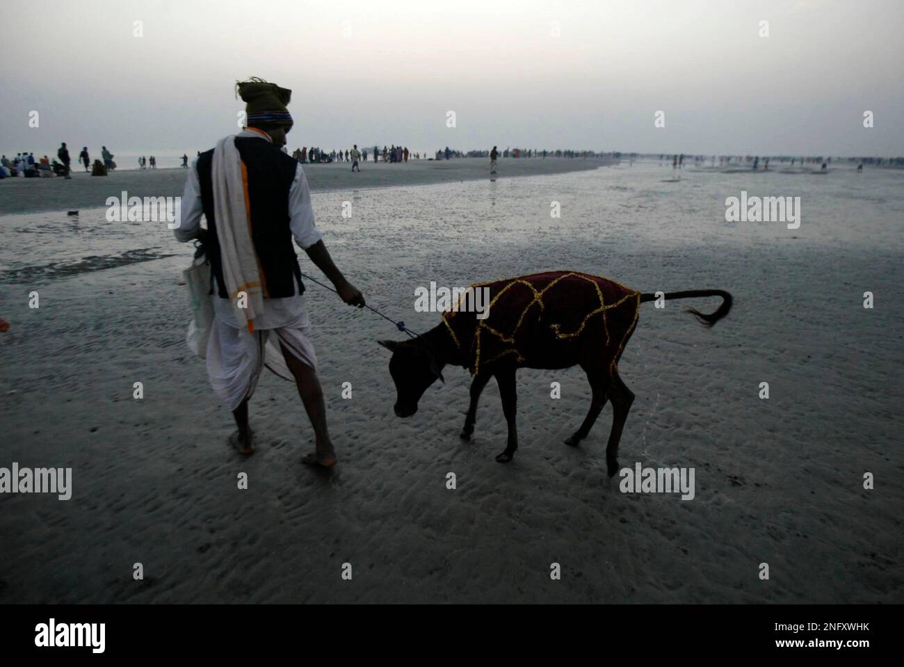 A priest drags a cow that will be used for rituals on Sagar Island,at ...